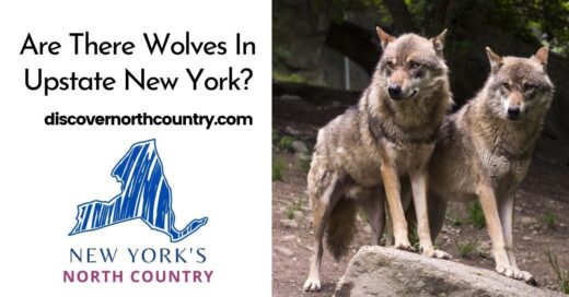 Are There Wolves In Upstate New York? - Discover New York's North Country